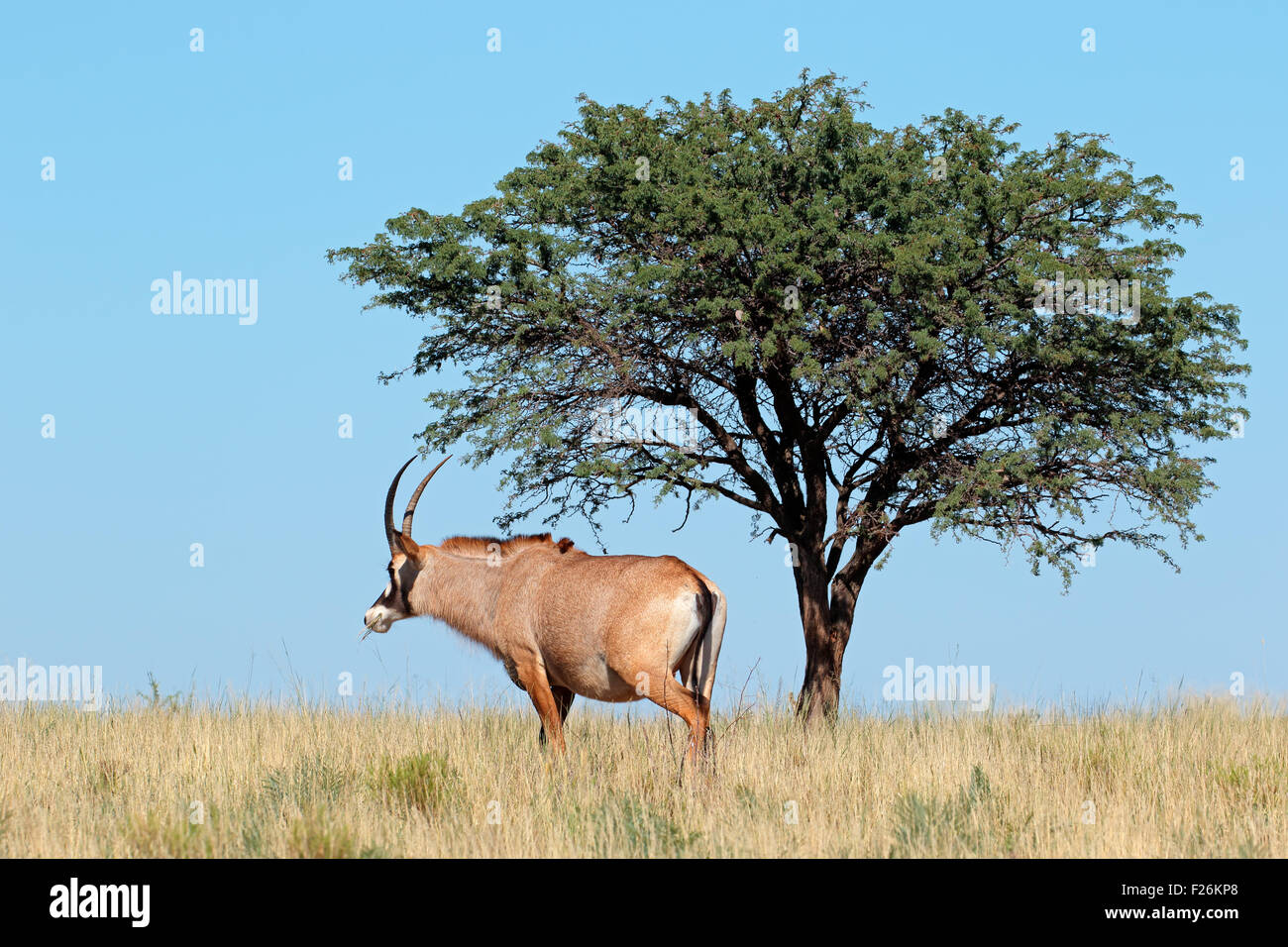Mokala tree hi-res stock photography and images - Alamy