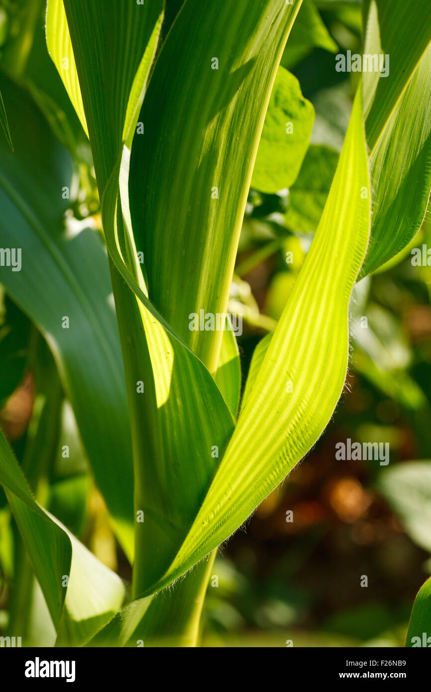 Close up of green Corn Leaves - background Stock Photo - Alamy