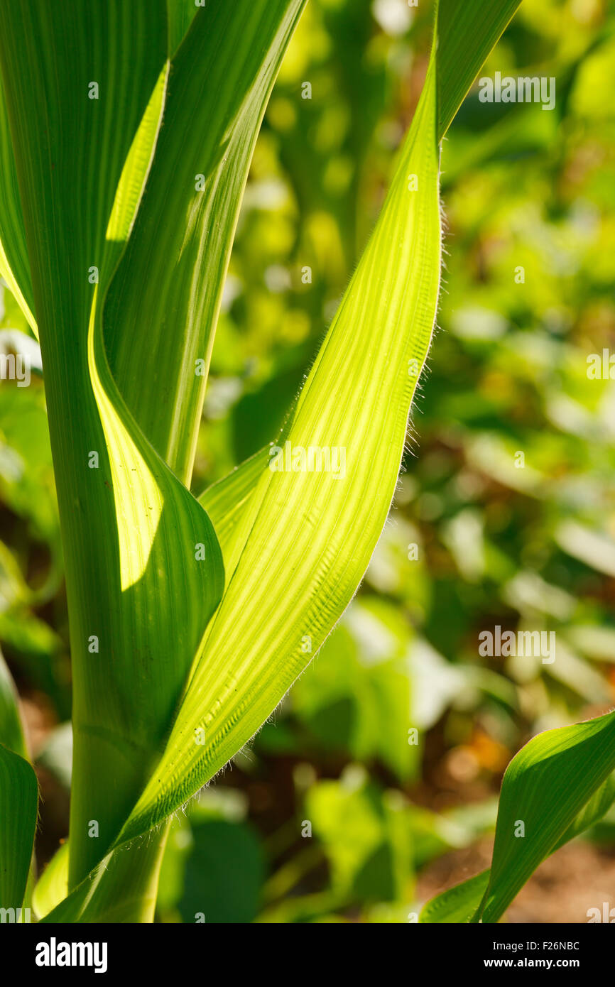 Growing corn leaves leaf hi-res stock photography and images - Alamy