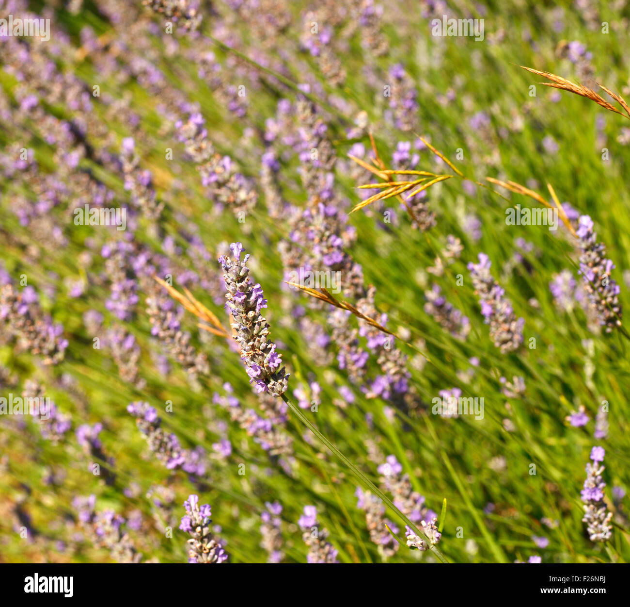 Photo of a lavender garden in spring season Stock Photo - Alamy
