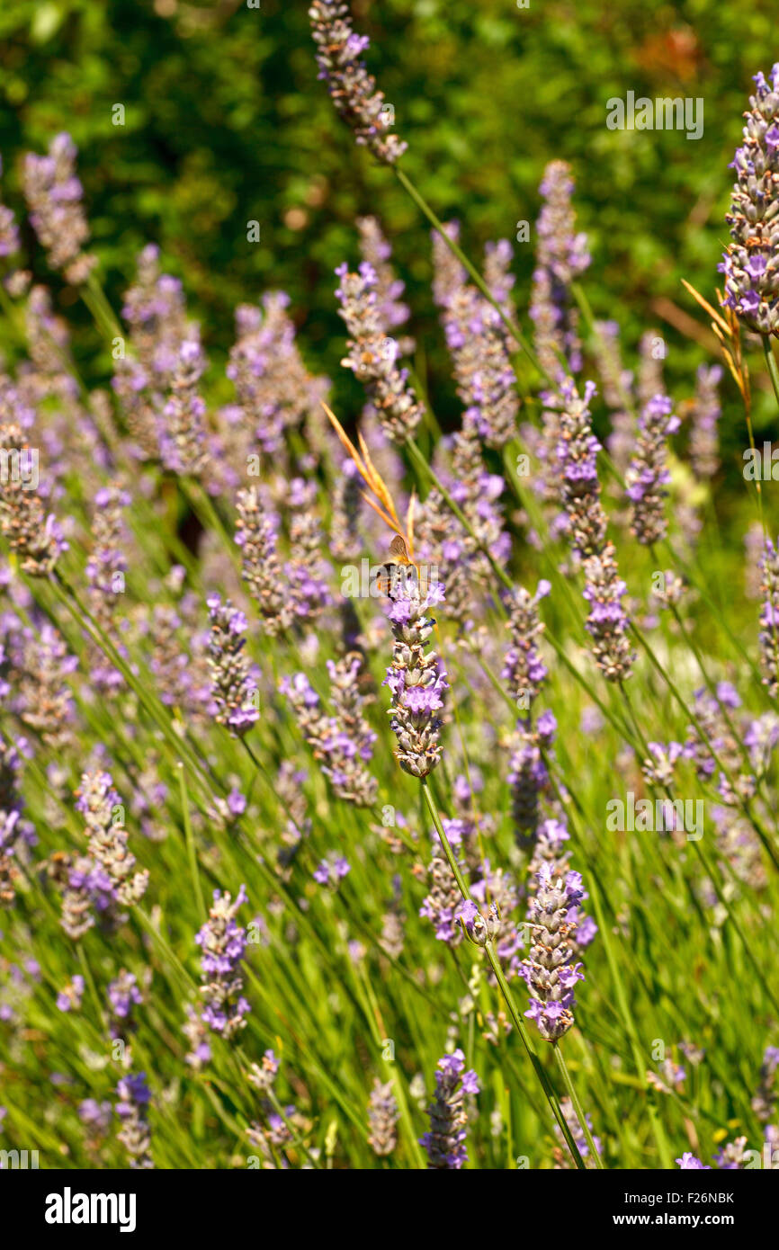 Photo of a lavender garden in spring season Stock Photo - Alamy
