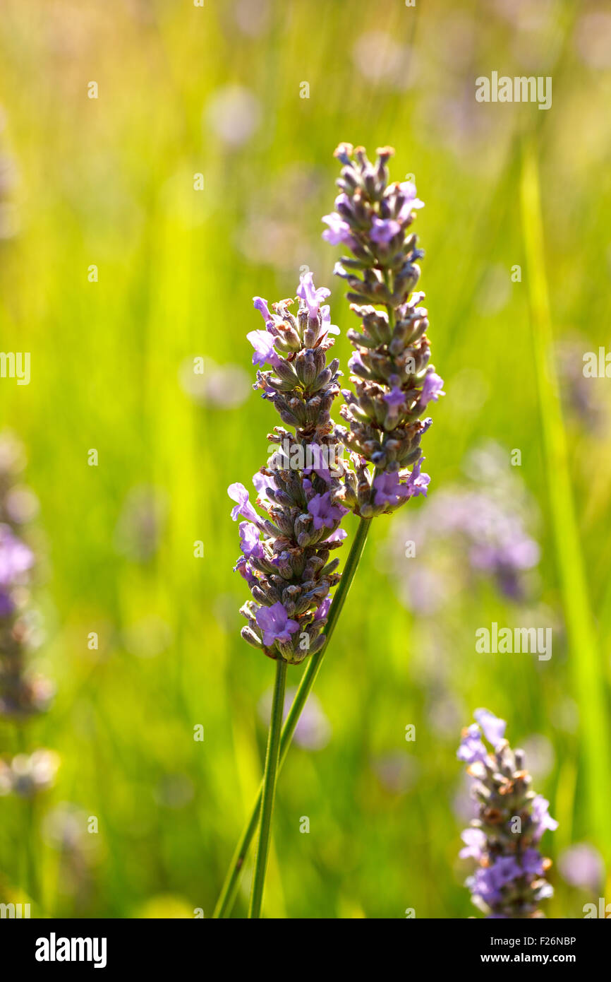 Close up of lavender flower in bloom Stock Photo - Alamy