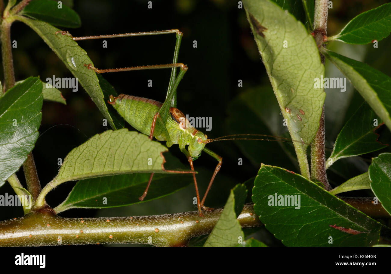 Leaf crickets hi-res stock photography and images - Alamy