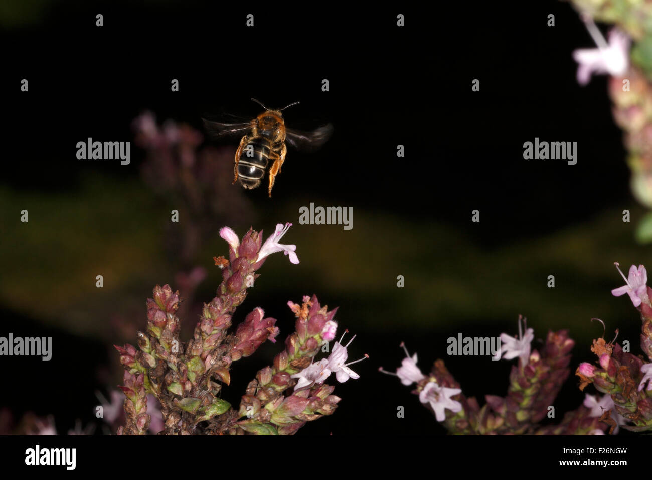 Insect collecting hi-res stock photography and images - Alamy