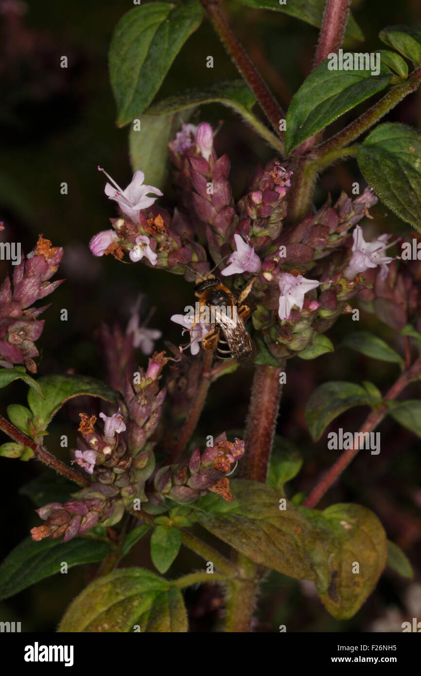 Honey bee collecting nectar Stock Photo - Alamy