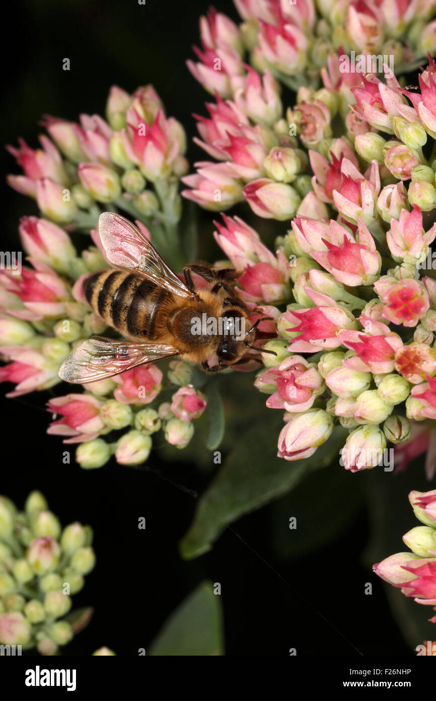 Honey bee collecting nectar Stock Photo - Alamy