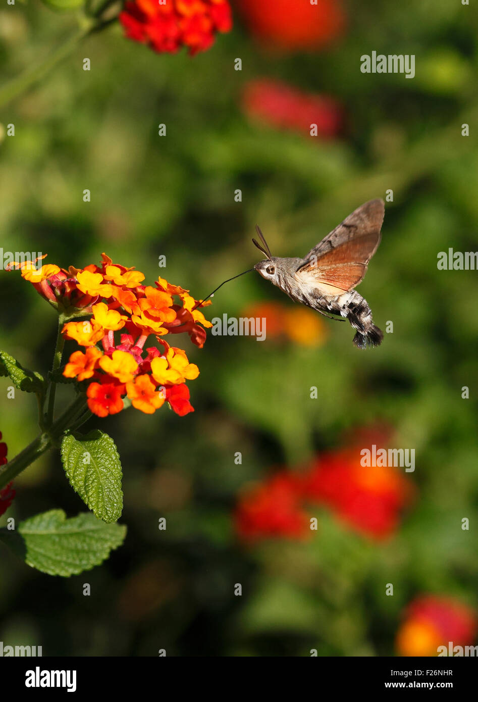 Hummingbird Hawk moth Macroglossum stellatarum hovering feeding on ...