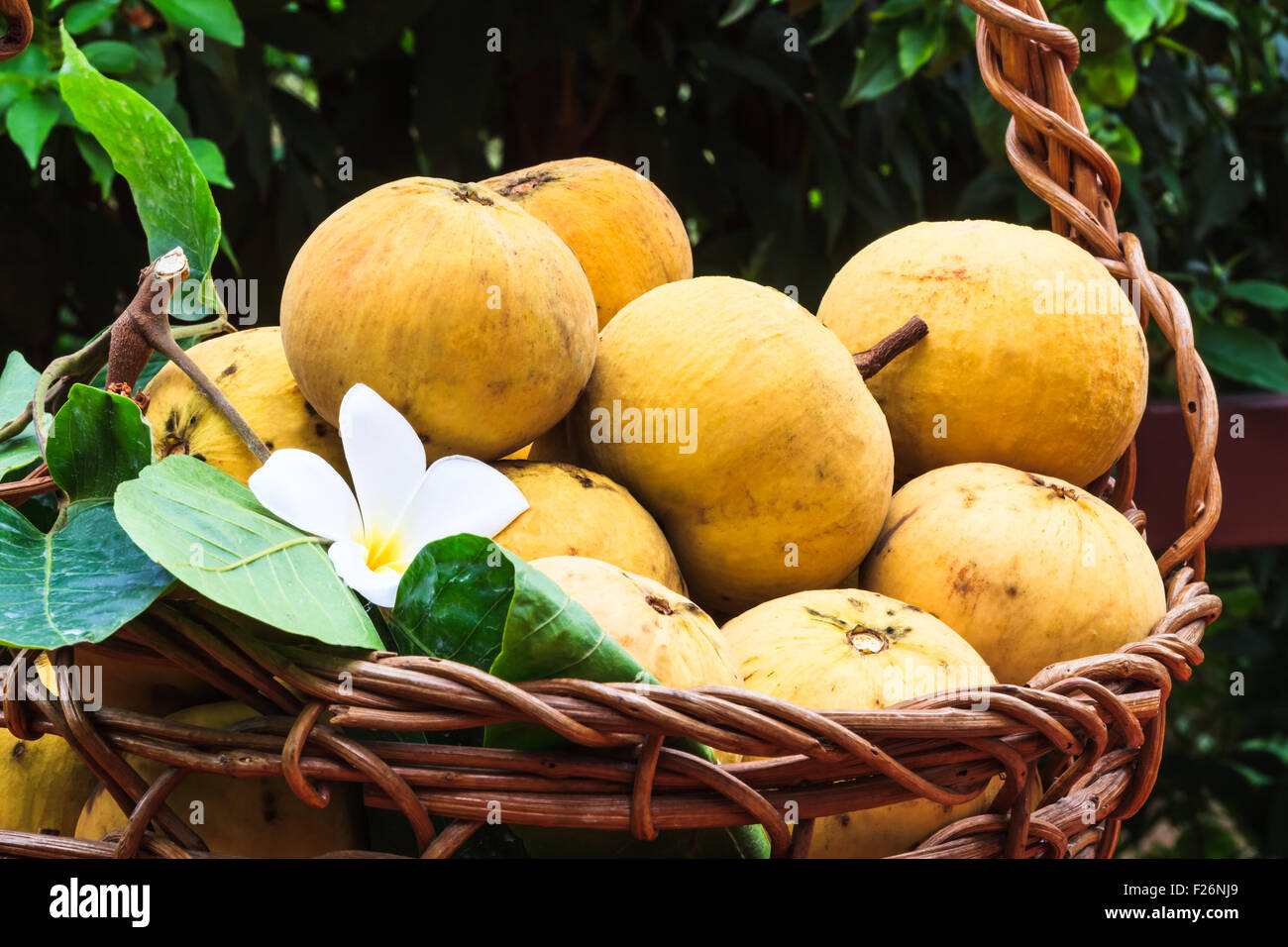 Santol hi-res stock photography and images - Alamy