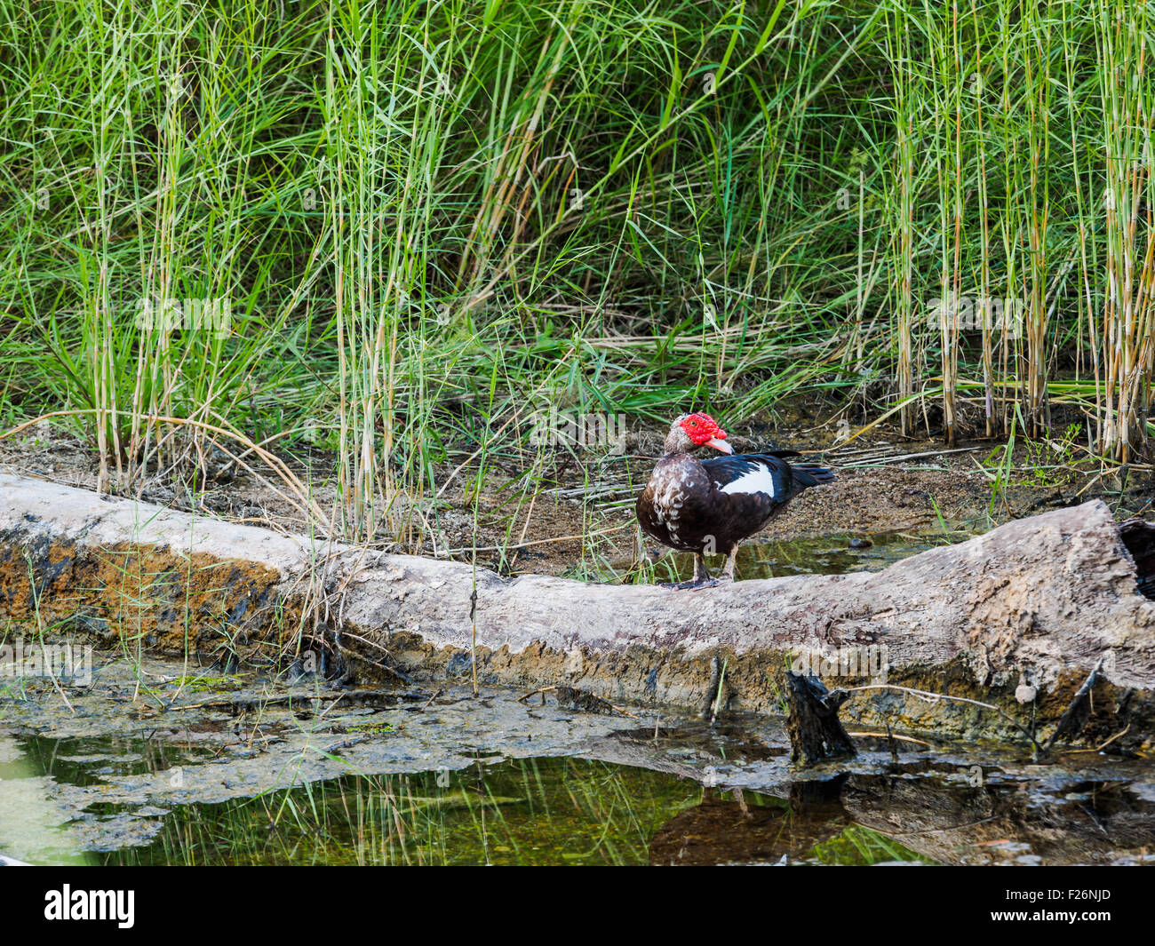Duck and reeds hi-res stock photography and images - Alamy