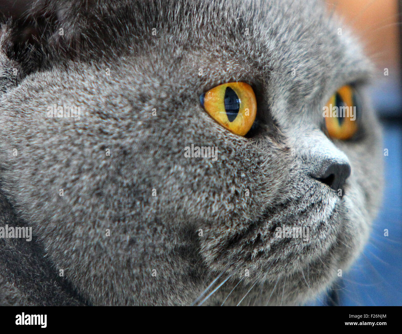 Cat owners from around the world showcase their pets at the two day ...