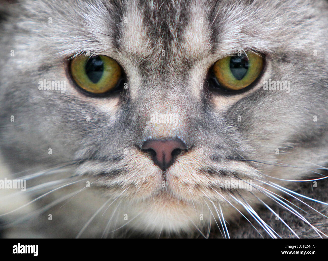 Cat owners from around the world showcase their pets at the two day ...