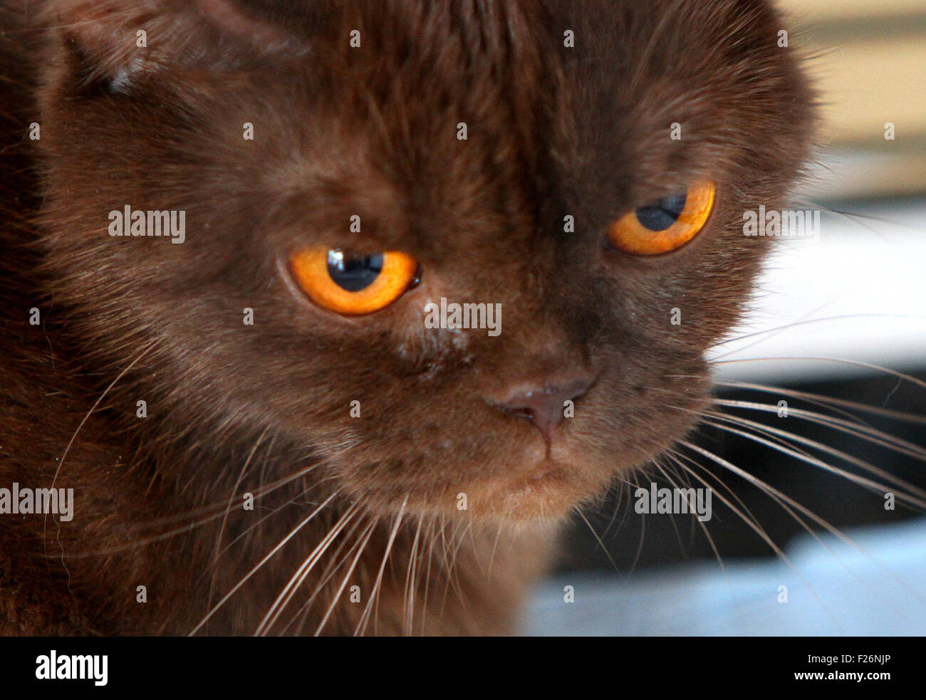 Cat owners from around the world showcase their pets at the two day ...