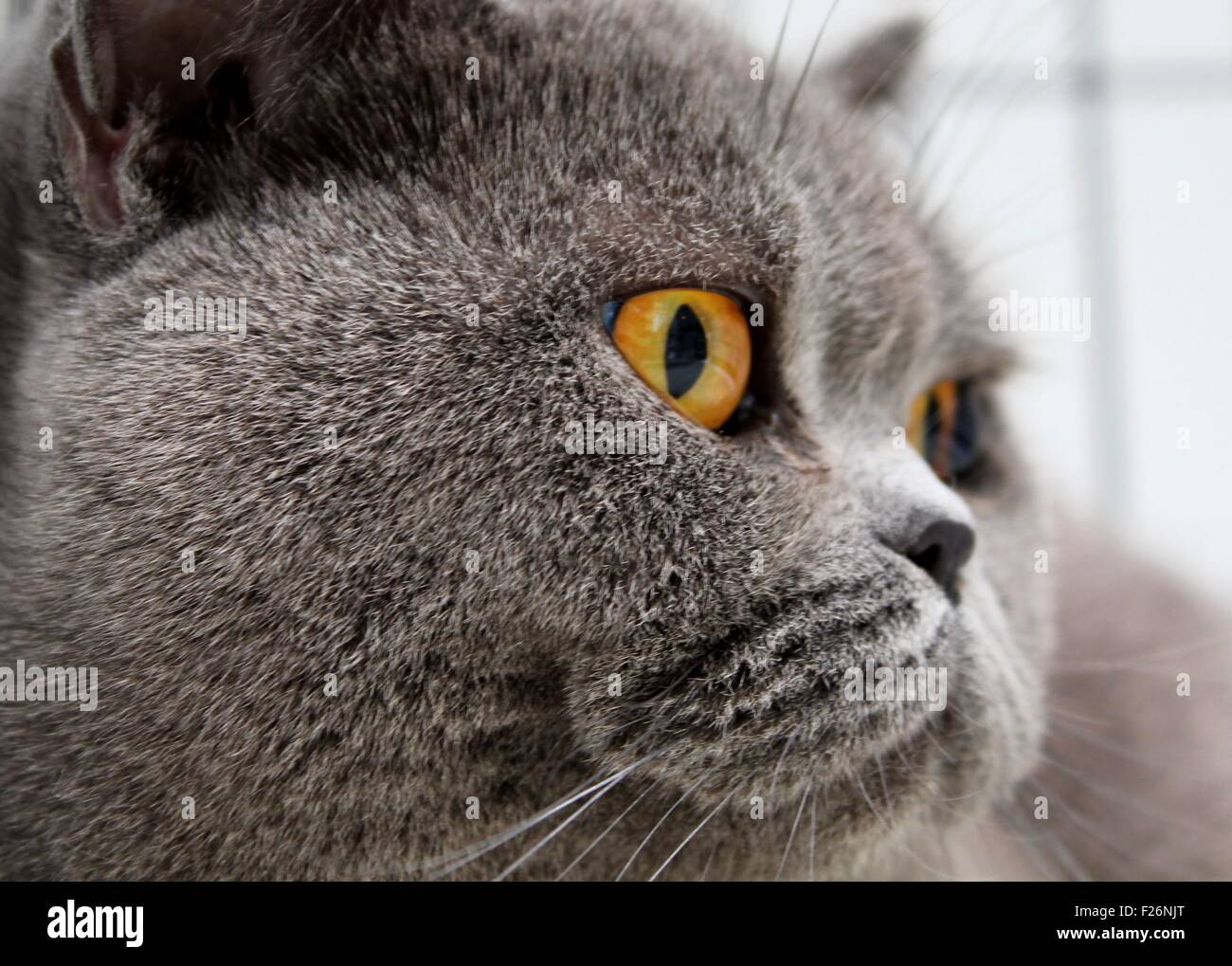 Cat owners from around the world showcase their pets at the two day ...