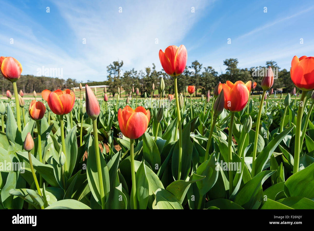 Tulip farm hi-res stock photography and images - Alamy
