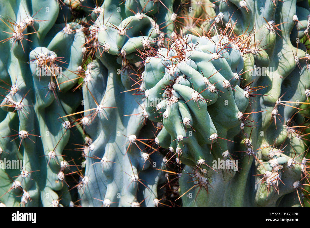 Group of cactus hi-res stock photography and images - Alamy