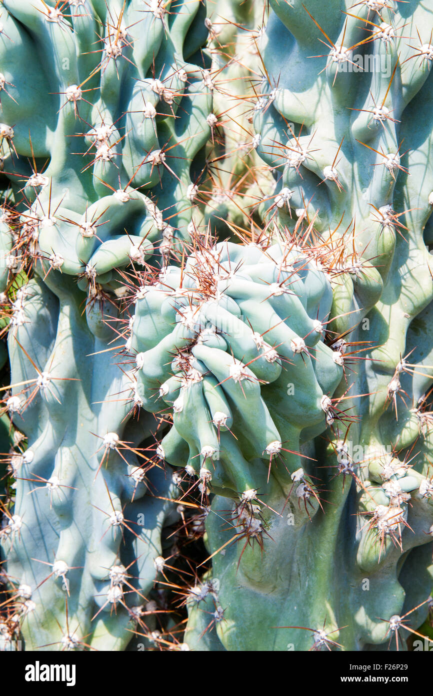 close up of a group of cactus, detail of thorns and folds Stock Photo ...