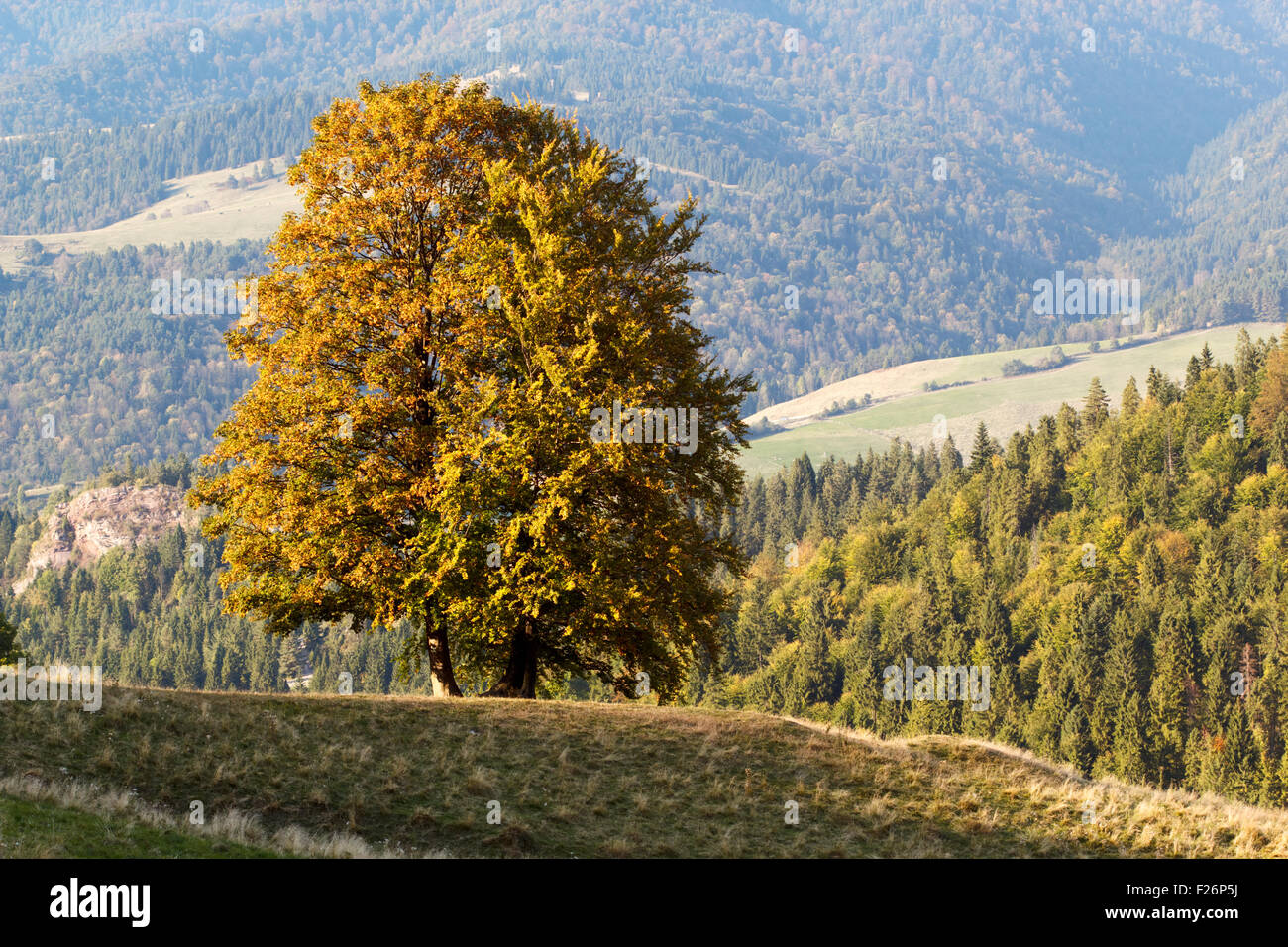 Poland tree wood hi-res stock photography and images - Alamy