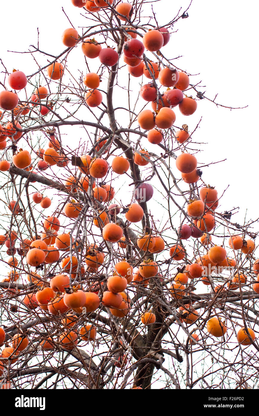 A lot of Persimmons on the tree Stock Photo - Alamy