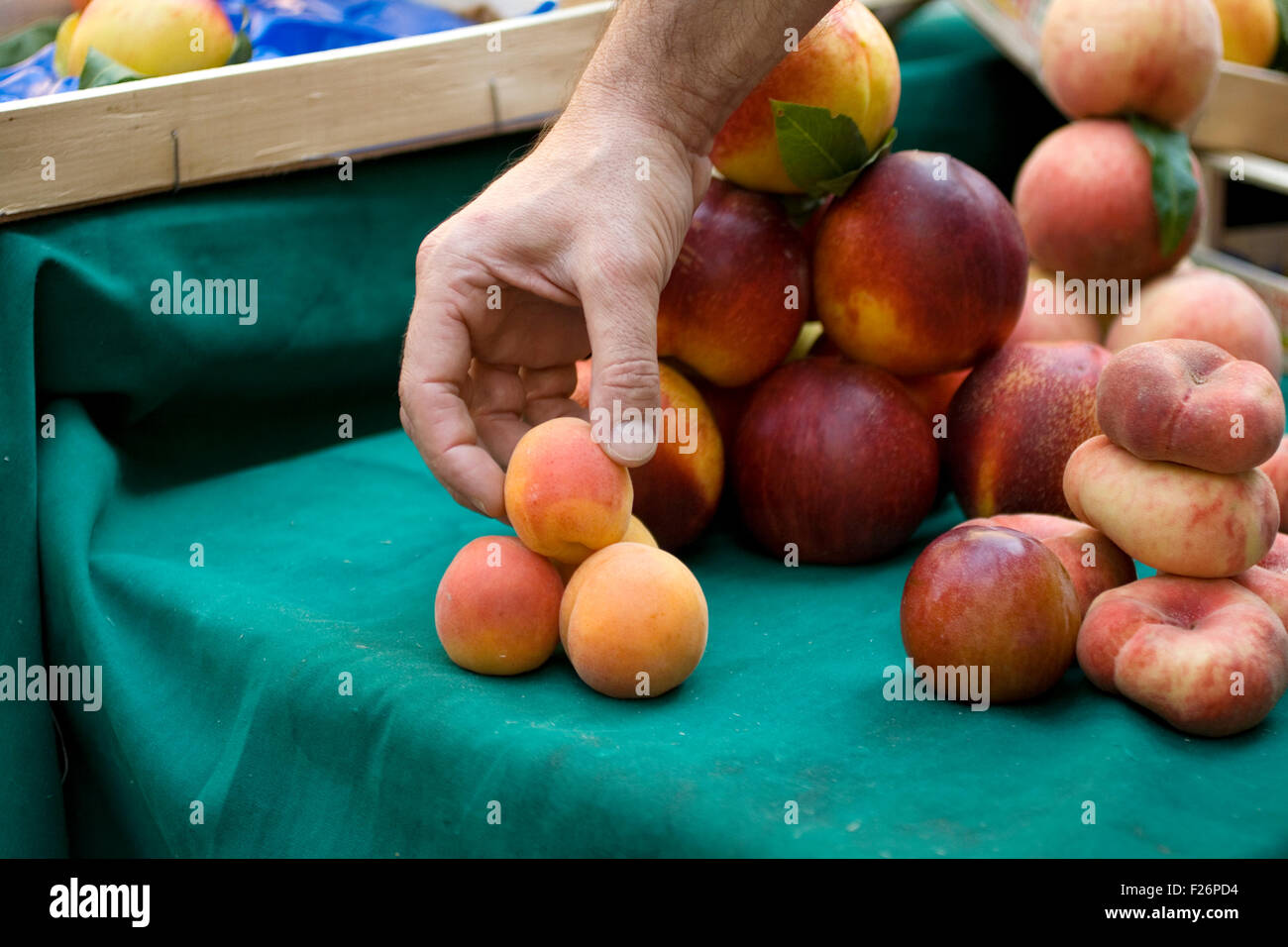 Hand of a man picking an Apricot Stock Photo - Alamy