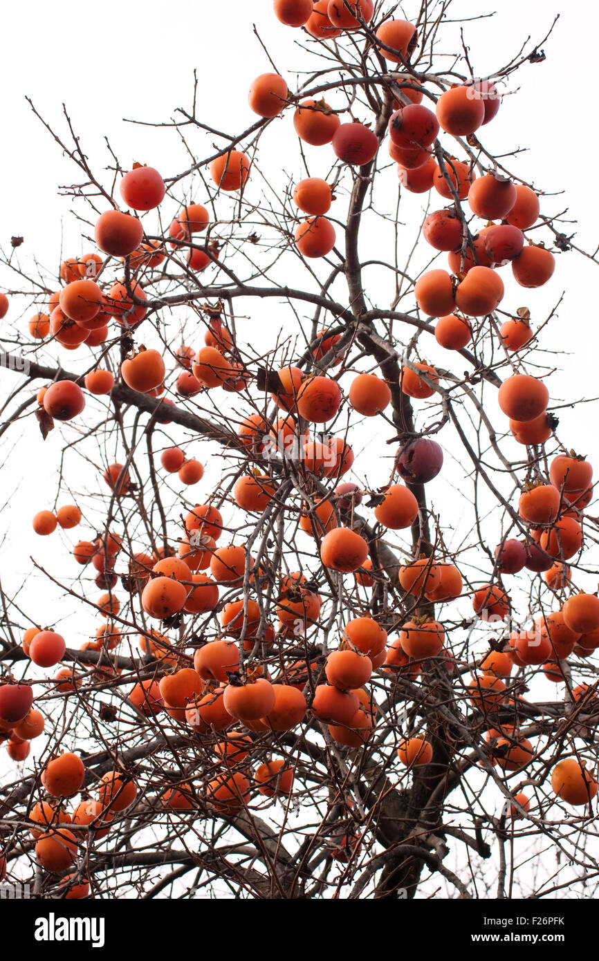 A lot of Persimmons on the tree Stock Photo - Alamy