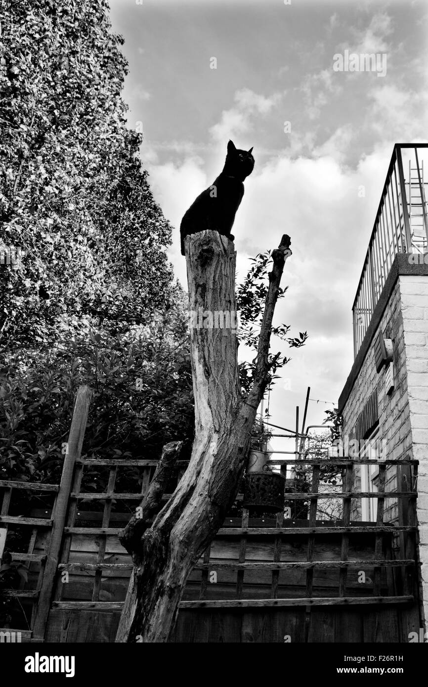 Dead black cat hi-res stock photography and images - Alamy