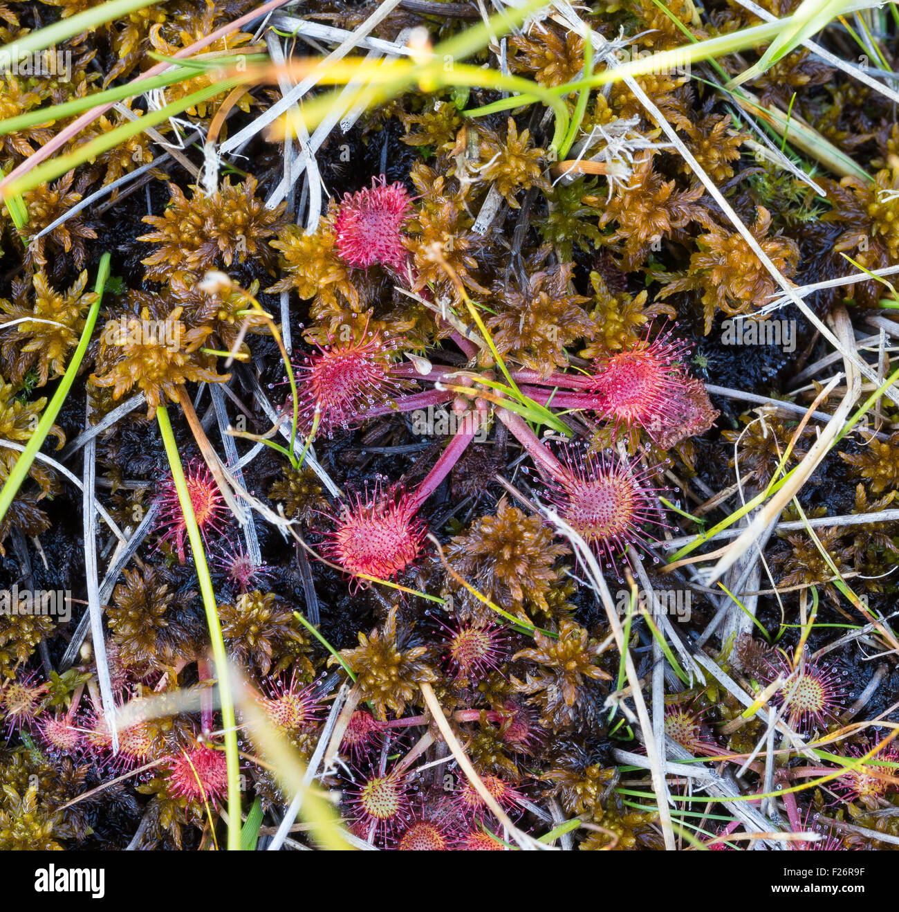 Drosera rotundifolia L. Rosolida. The Peat bogs of Danta di Cadore ...