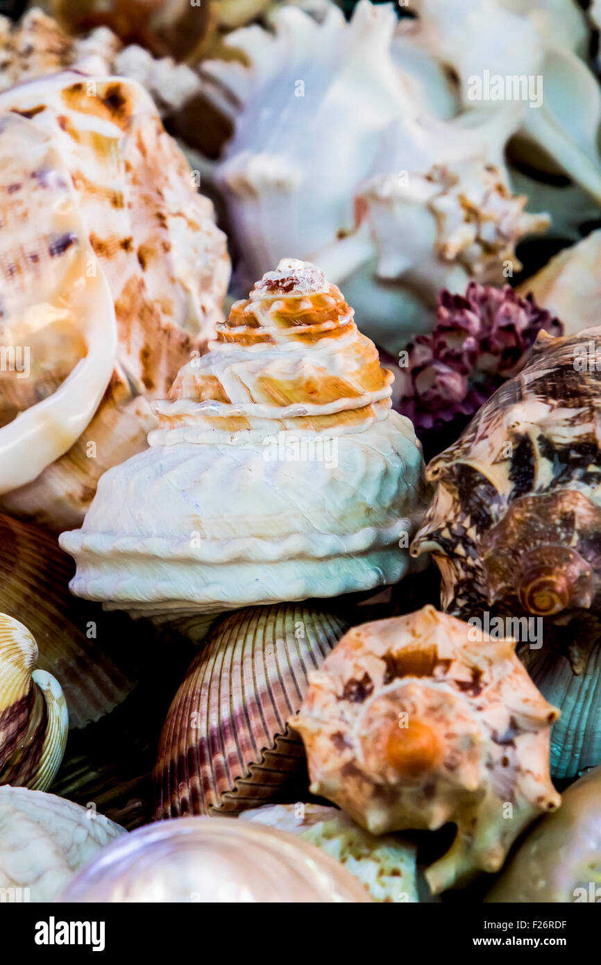 Seashell diversity hi-res stock photography and images - Alamy