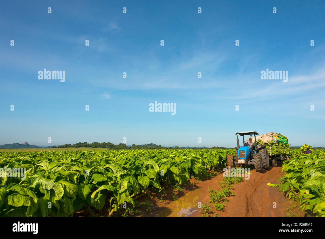 Tobacco farm africa hi-res stock photography and images - Alamy