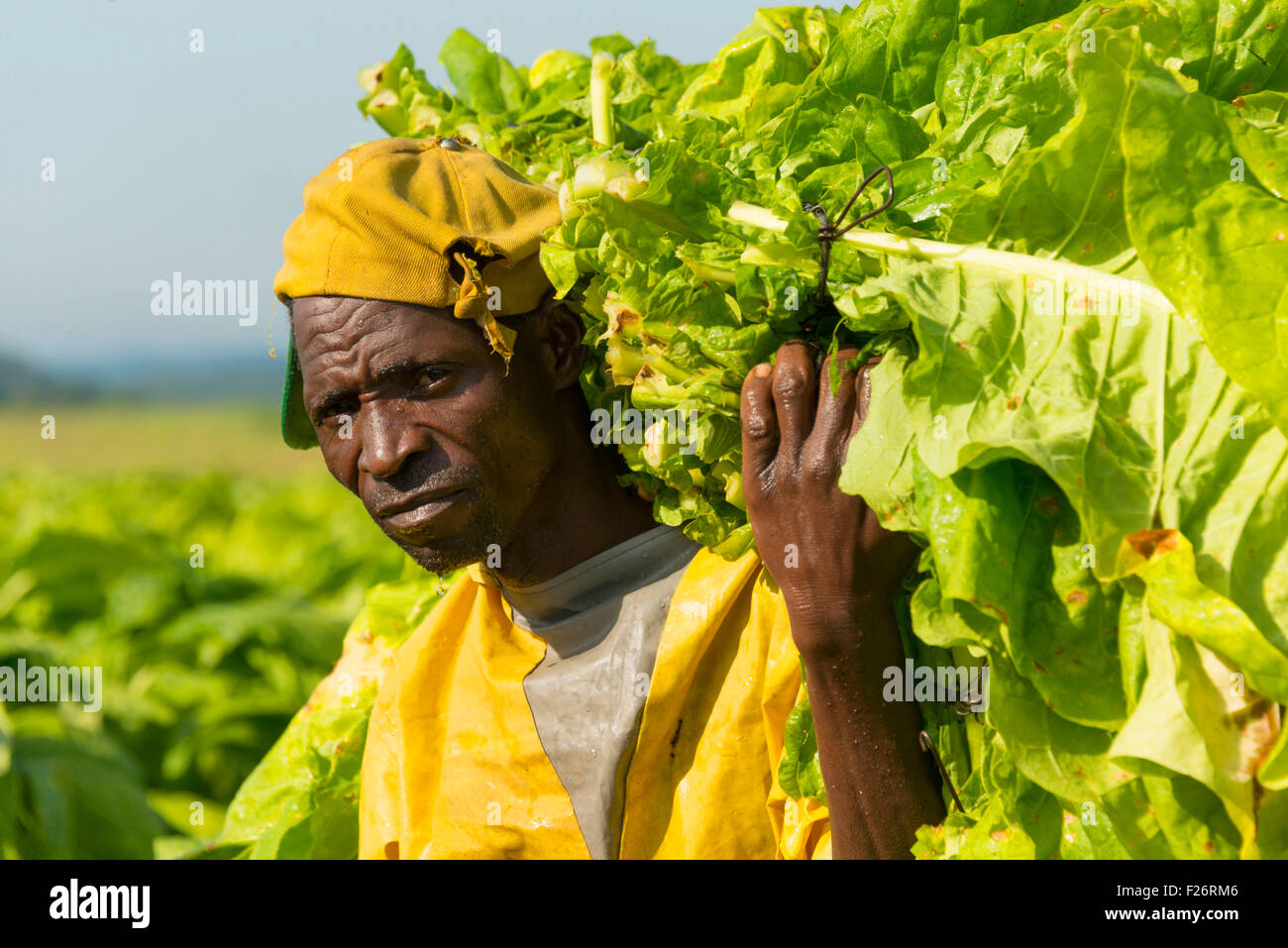 Carry heavy load shoulders hi-res stock photography and images - Alamy