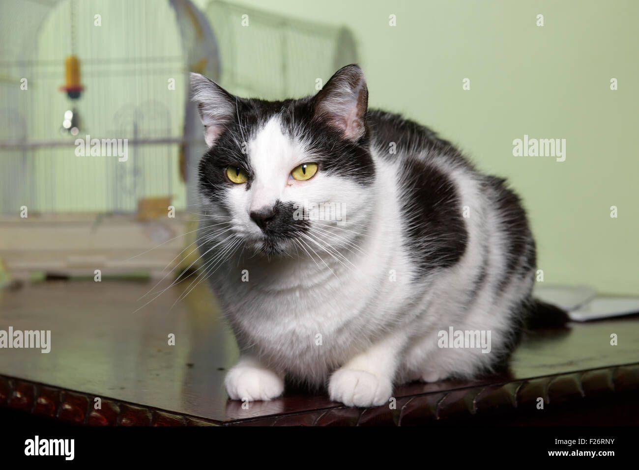 Guilty cat hi-res stock photography and images - Alamy