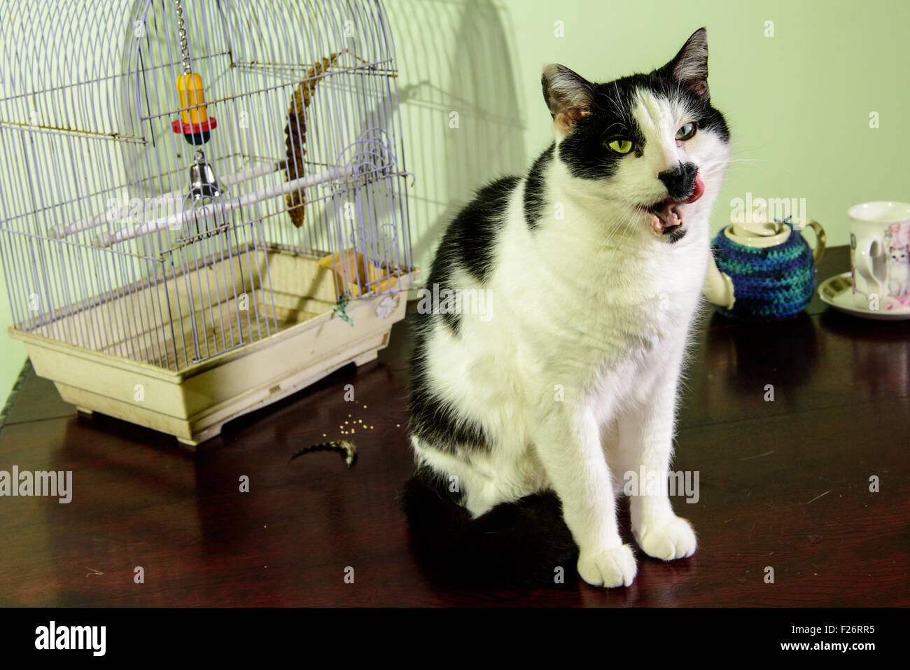Guilty cat on kitchen table Stock Photo - Alamy