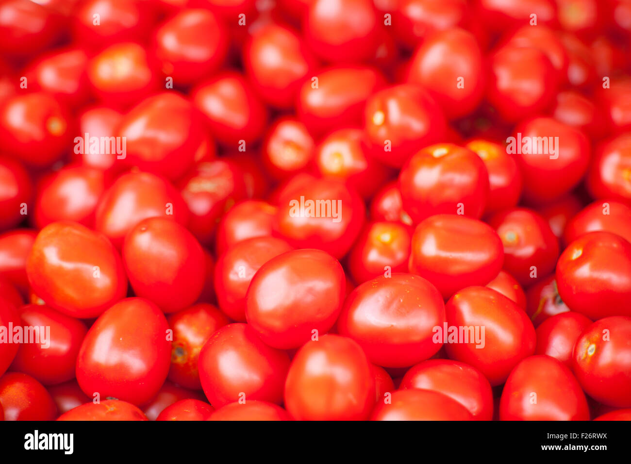 A lot of fresh tomatoes Stock Photo - Alamy