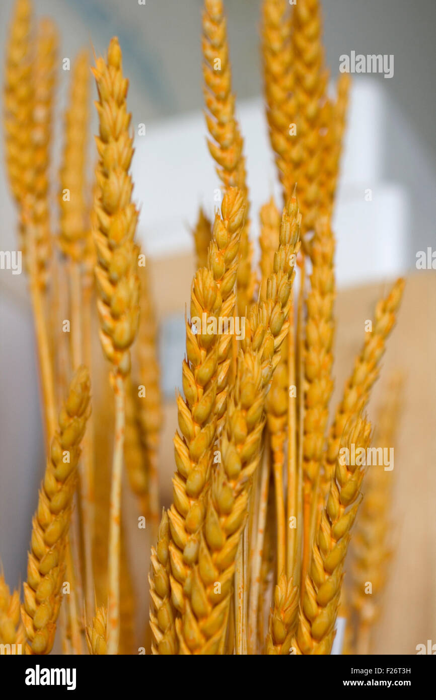 Photo of yellow dried Ears Stock Photo - Alamy