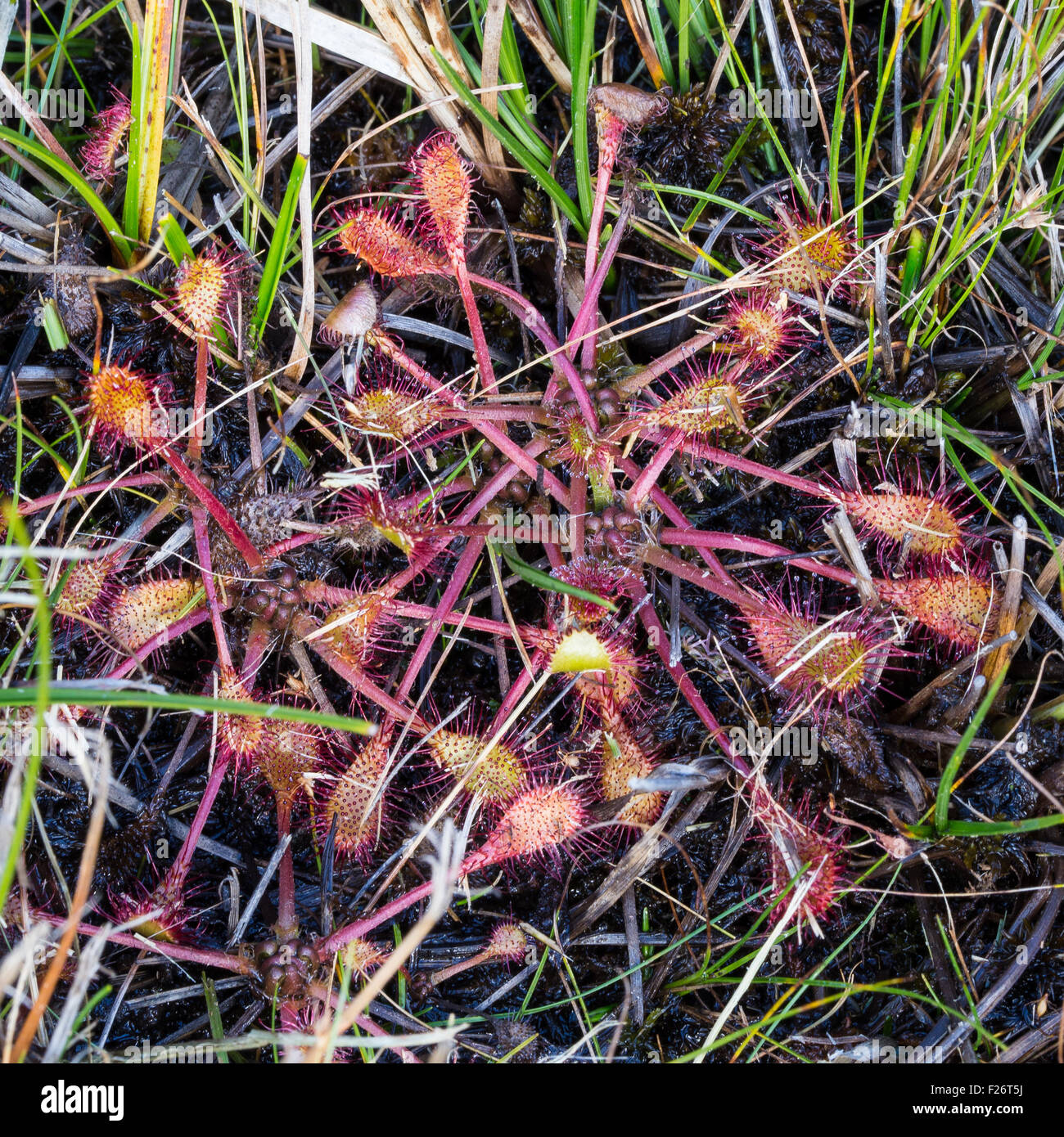 Drosera angelica. Drosera longifolia. The Peat bogs of Danta di Cadore ...