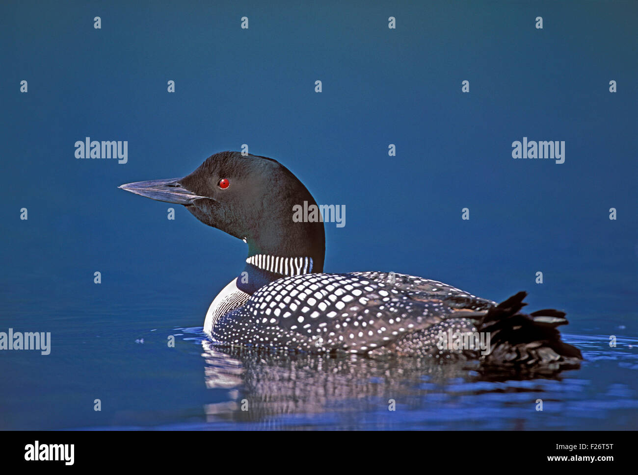 Loon On The Water Stock Photos & Loon On The Water Stock Images - Alamy