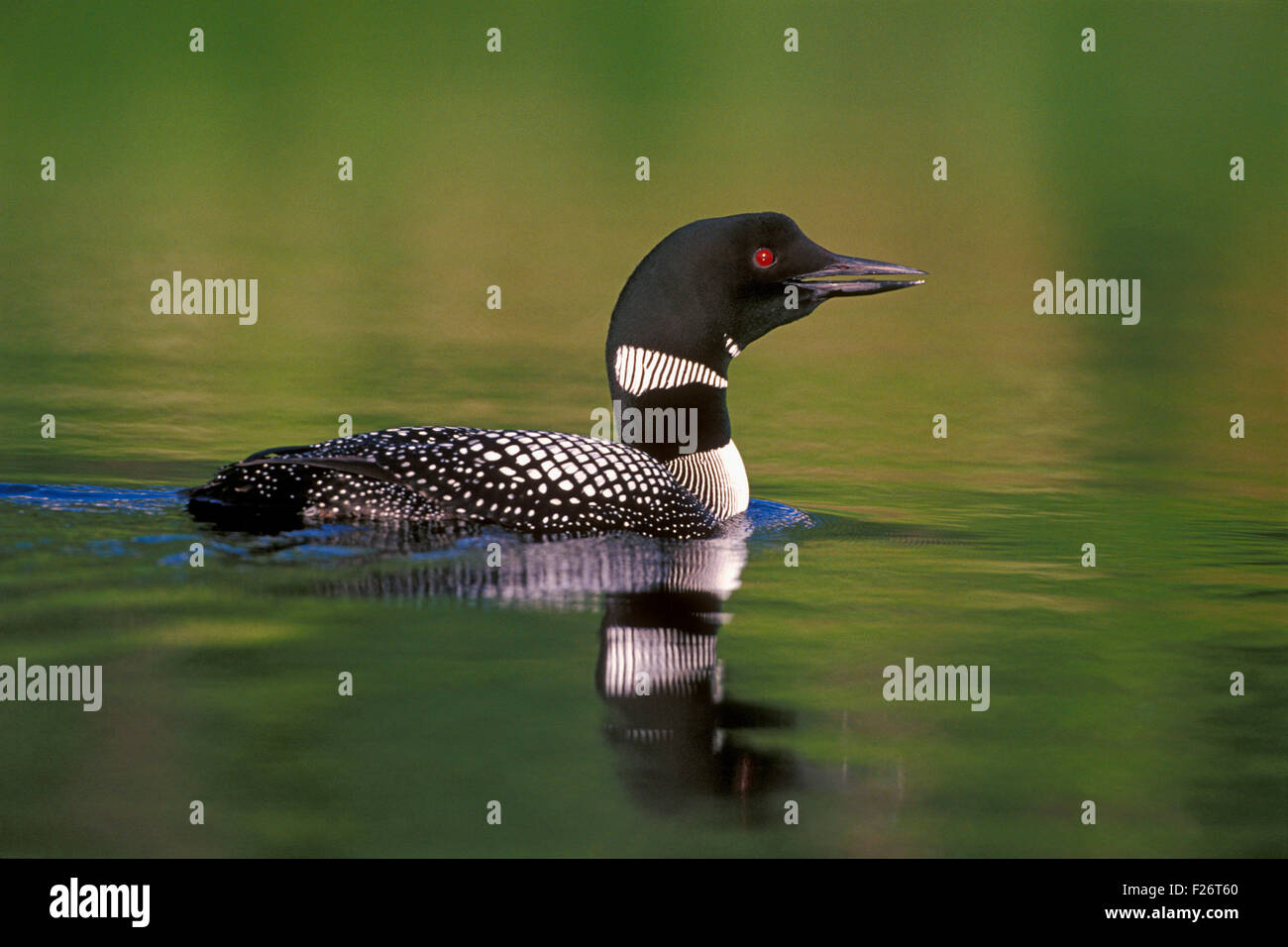 Common loon swimming hi-res stock photography and images - Alamy