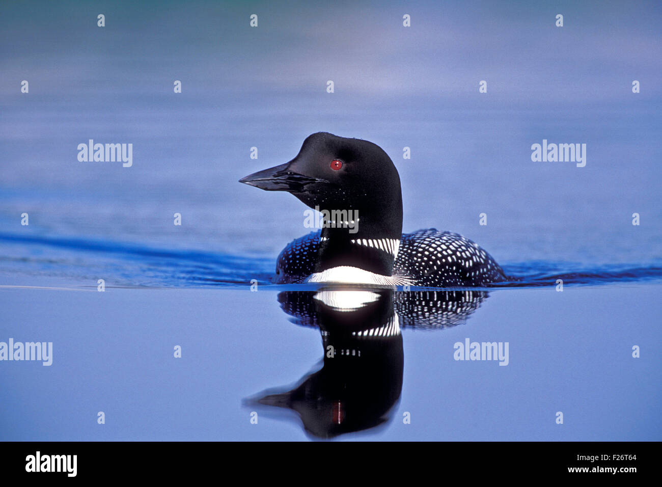 Common Loon swimming in lake Stock Photo - Alamy