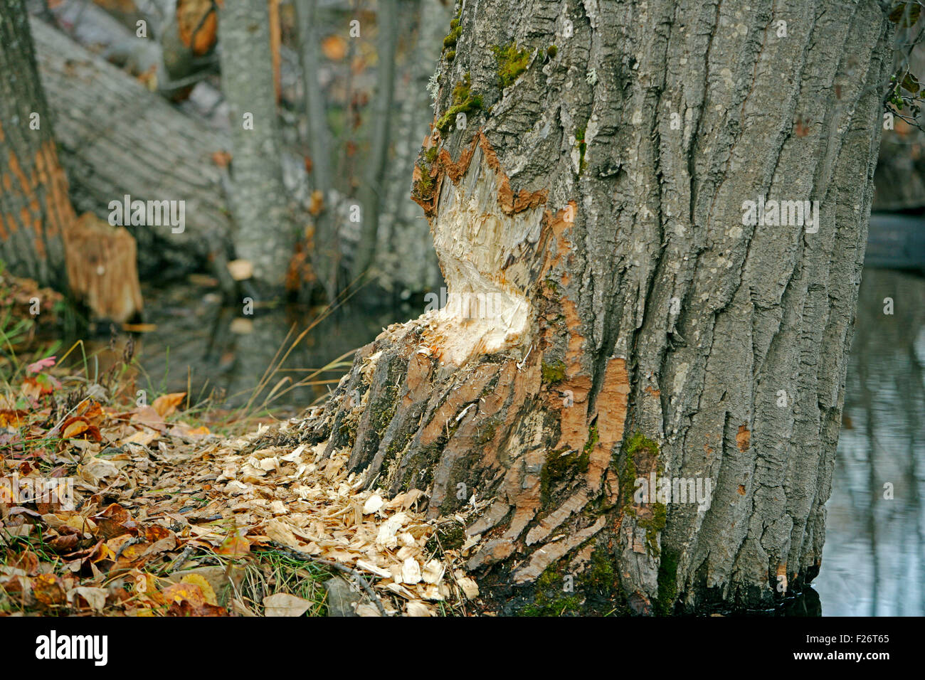 Large Poplar Tree showing signs of Beaver work Stock Photo - Alamy
