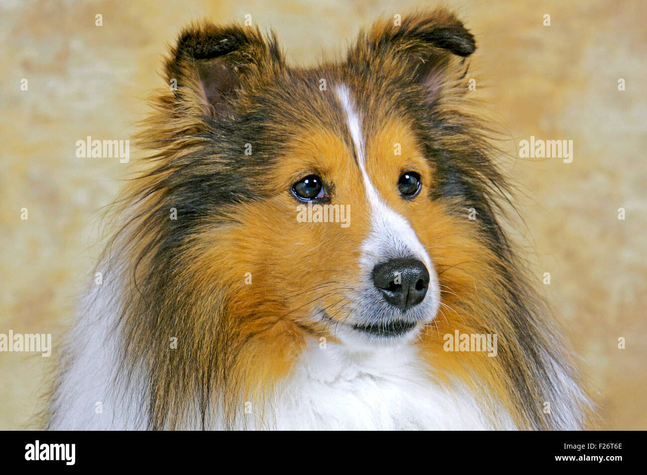 Shetland Sheepdog, adult portrait Stock Photo - Alamy