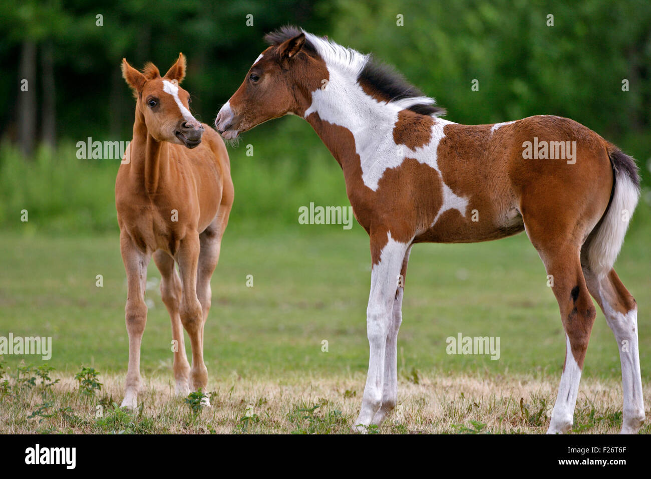 Baby Pinto Horses