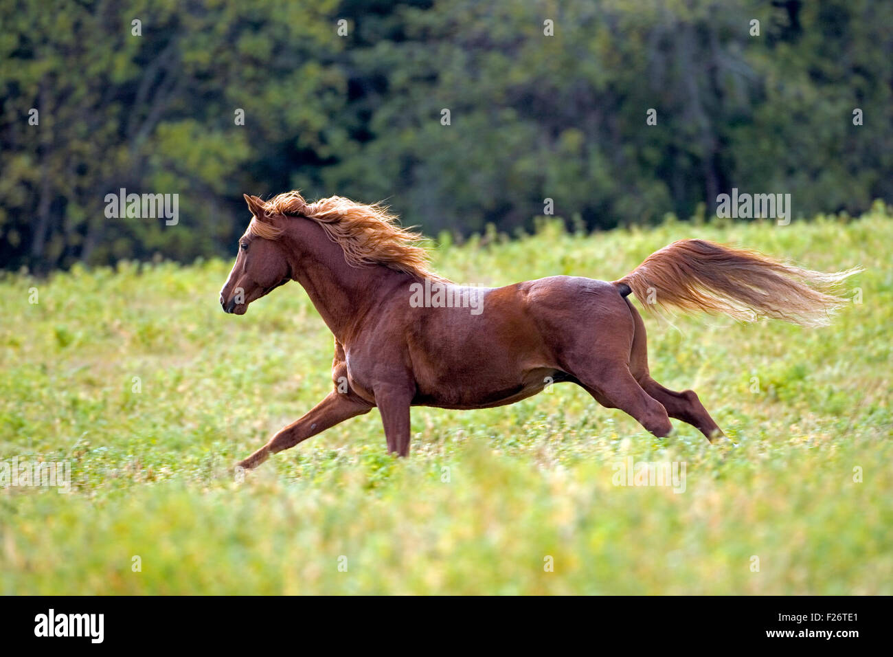 Arabian chestnut Stallion galloping on meadow Stock Photo - Alamy