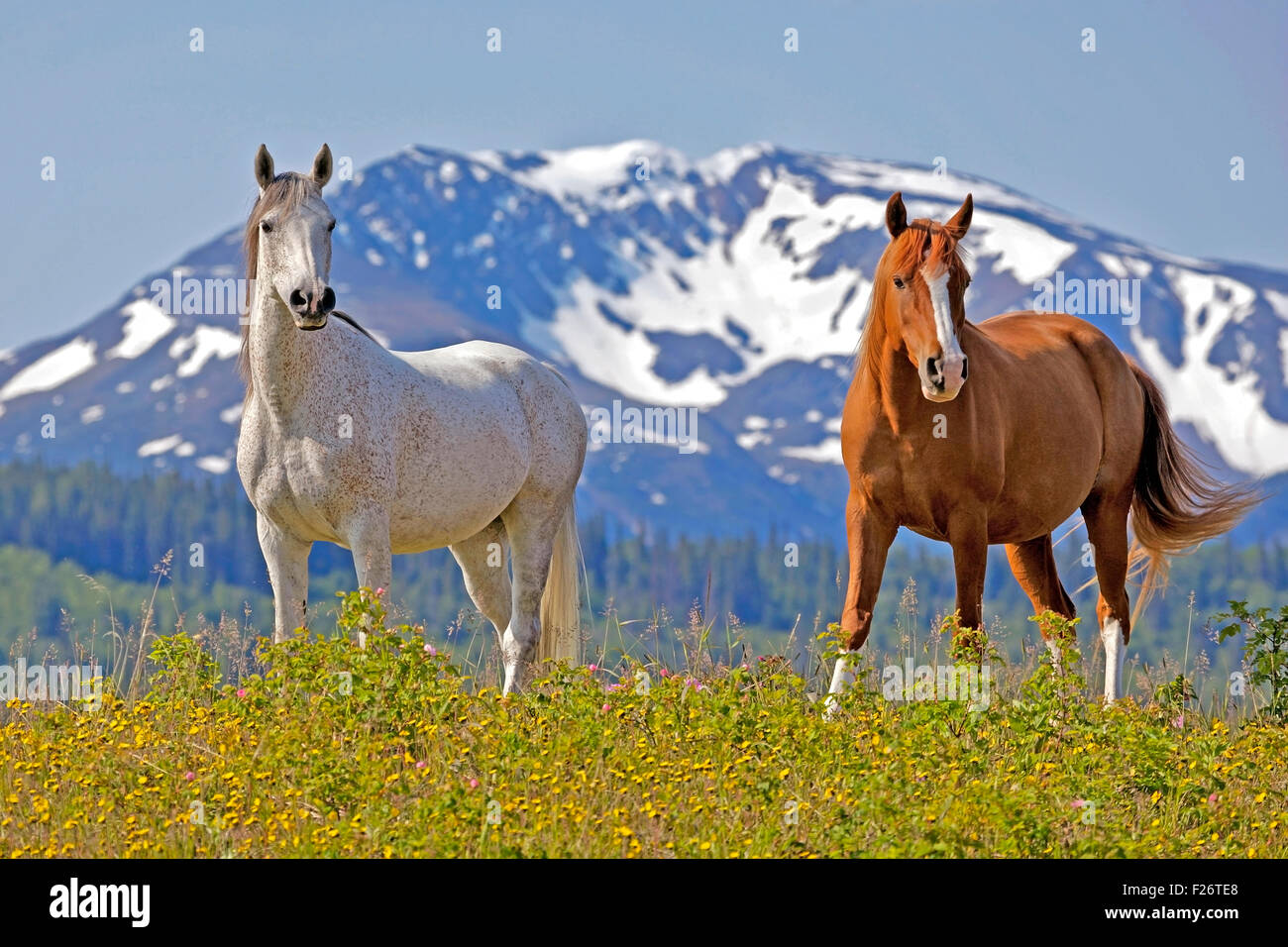 Grey and chestnut Arabian Mares standing in meadow in front of snow ...