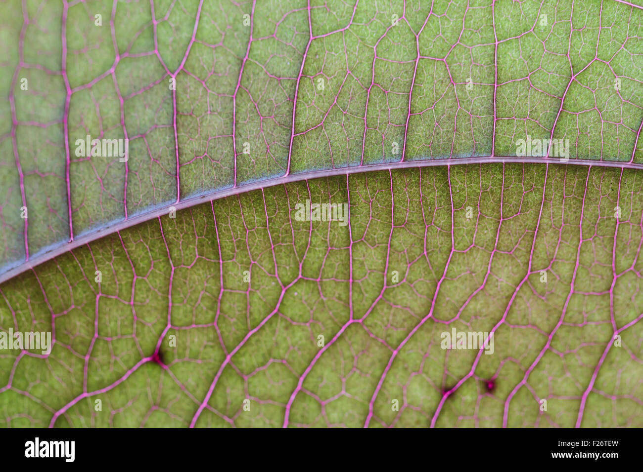 leaf texture close up Stock Photo - Alamy
