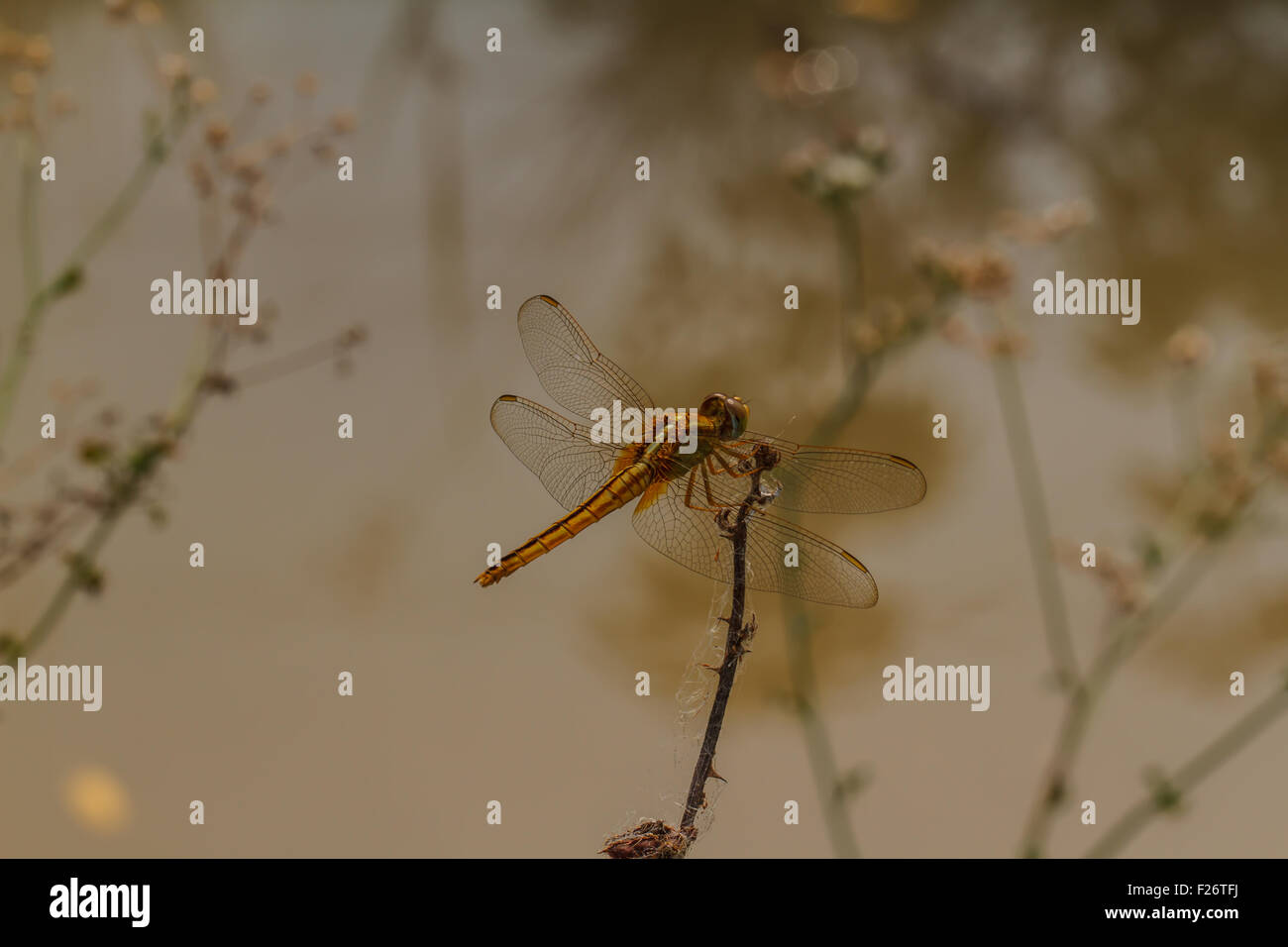 Orange yellow abdomen hi-res stock photography and images - Alamy