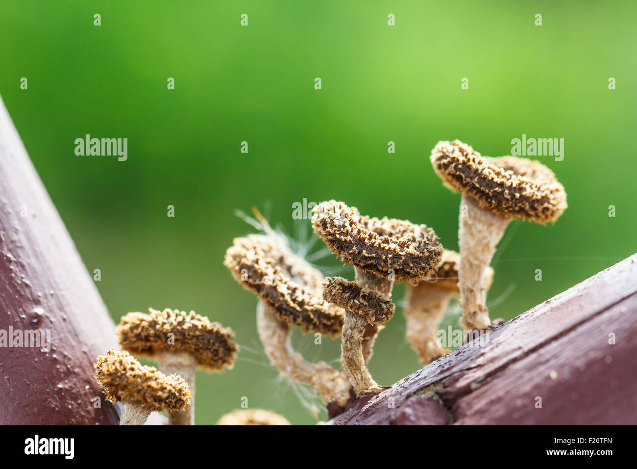 Mushrooms close up Stock Photo - Alamy