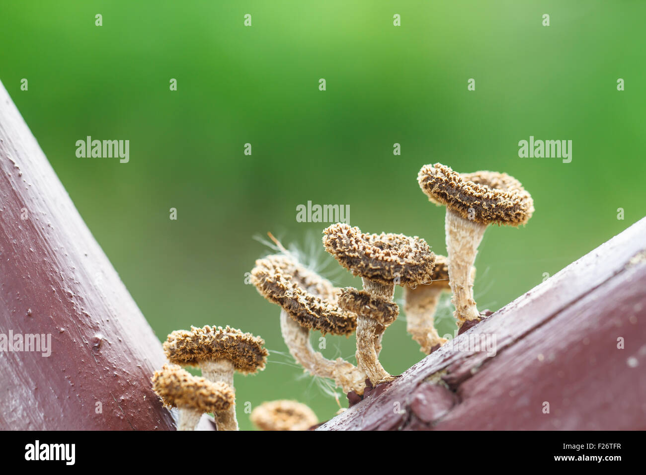 Mushrooms close up Stock Photo - Alamy