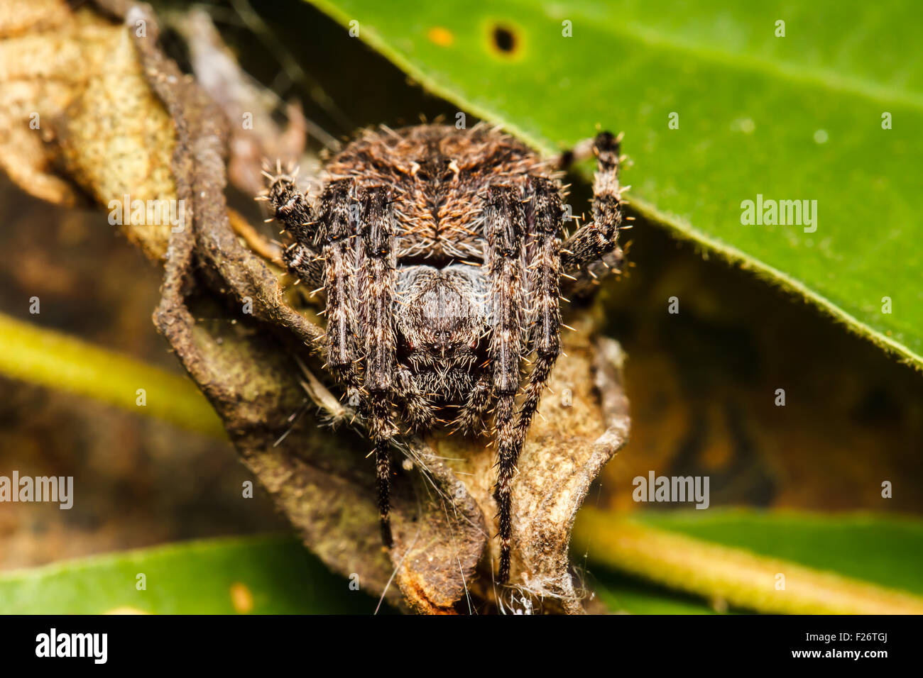 Spider on leaf close up Stock Photo - Alamy