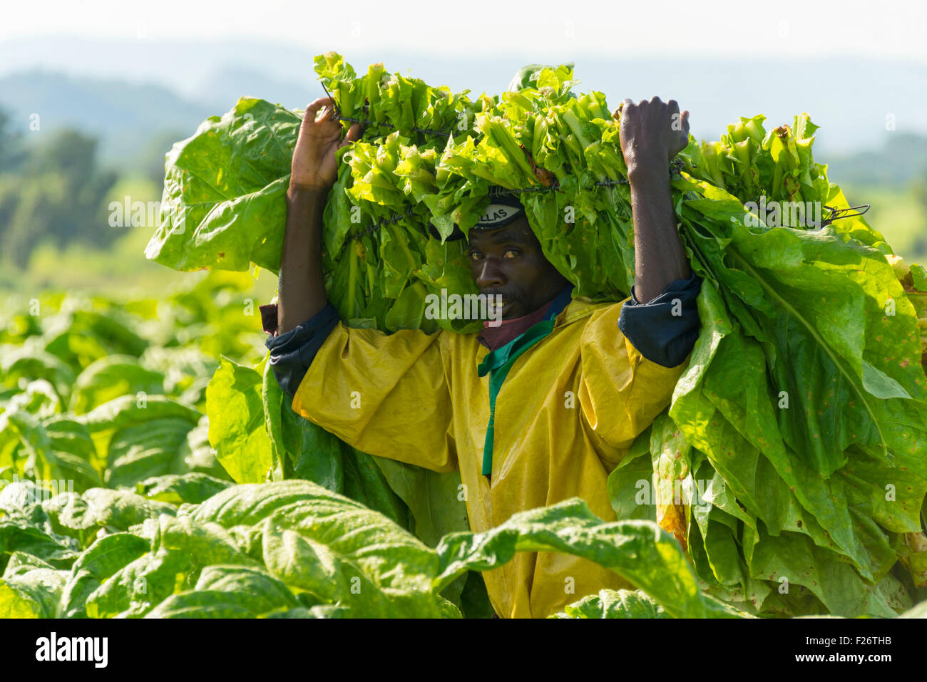 Carry heavy load shoulders hi-res stock photography and images - Alamy