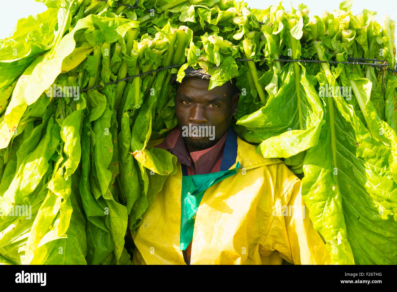 Carry heavy load shoulders hi-res stock photography and images - Alamy