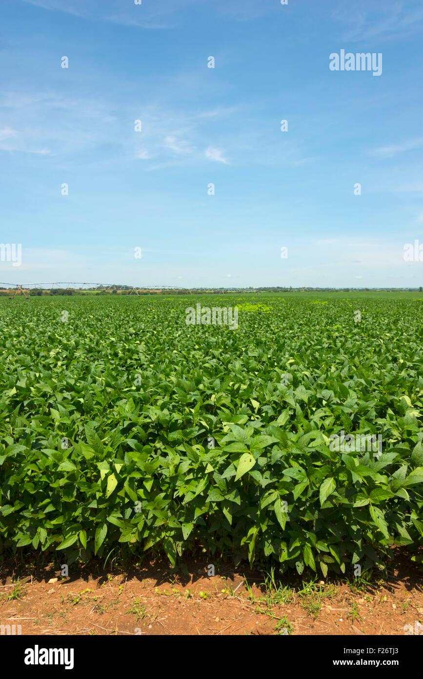 Soy field africa hi-res stock photography and images - Alamy